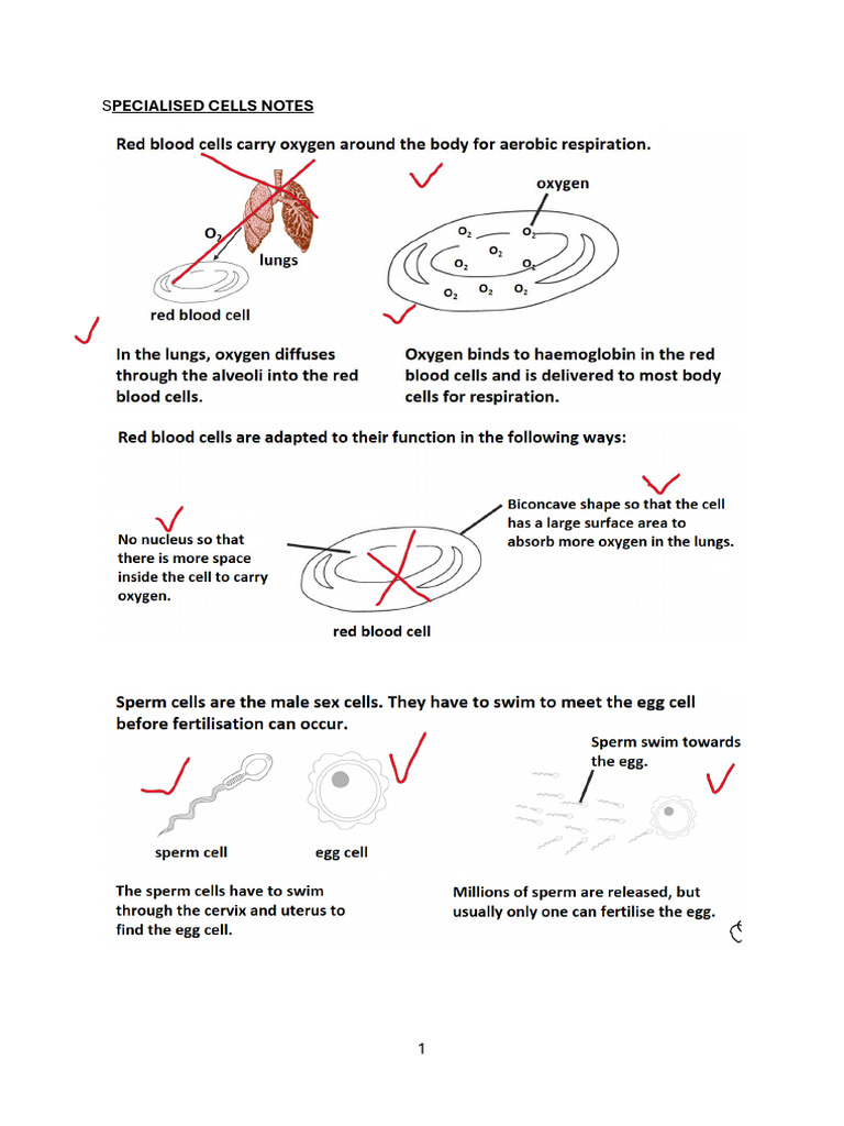 Specialised Cells Notes | PDF