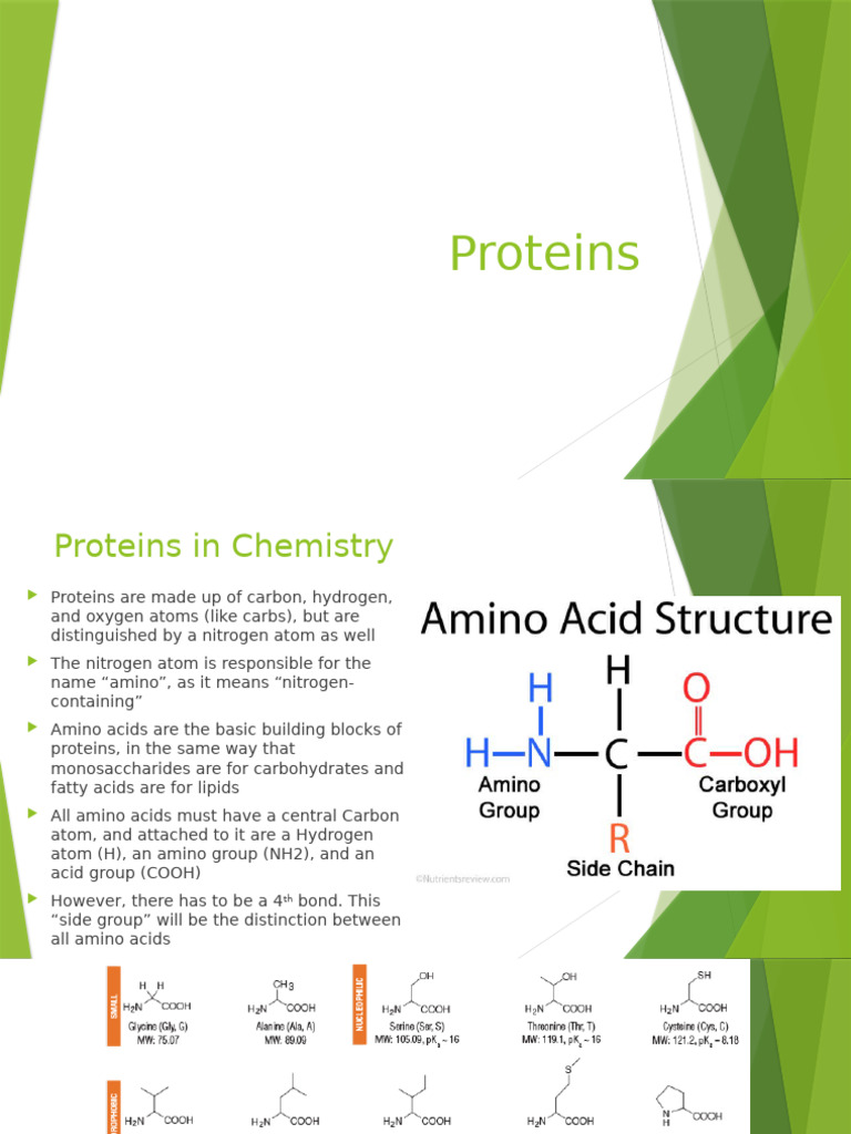 Chapter 6 Proteins Updated 2024 | PDF | Amino Acid | Digestion