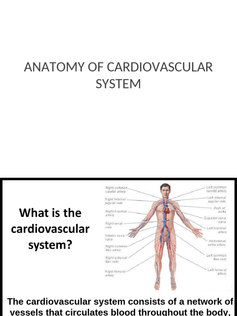 Cardiovascular System Anatomy Overview | PDF | Heart | Heart Valve