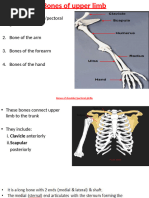 Osteology of The Goat | PDF | Vertebra | Vertebral Column