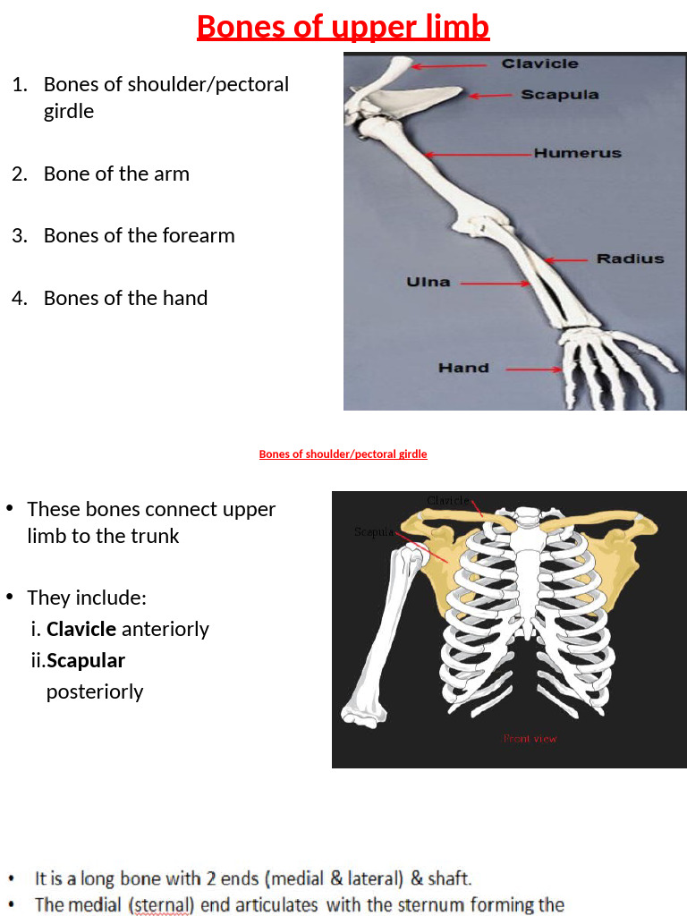 Upper Limb Joints and Bones Overview | PDF | Shoulder | Anatomical ...
