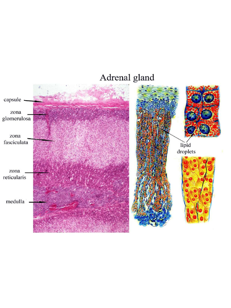 Histo 1st Conc Slide 2nd Sem | PDF