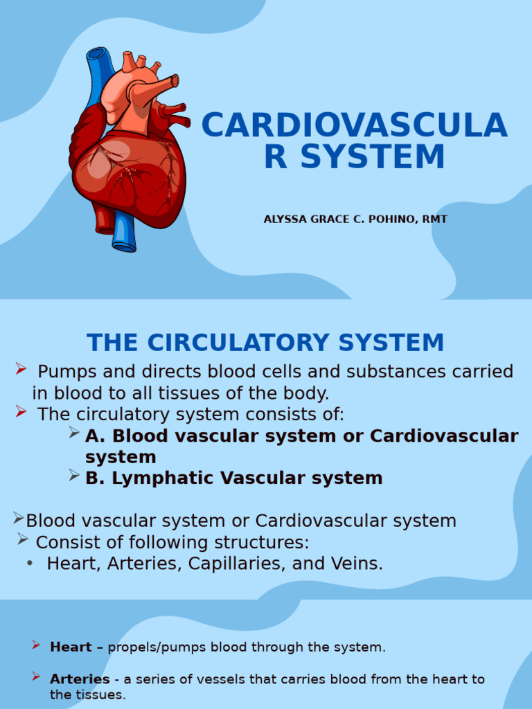 Lesson-09-CVS | PDF | Heart | Artery