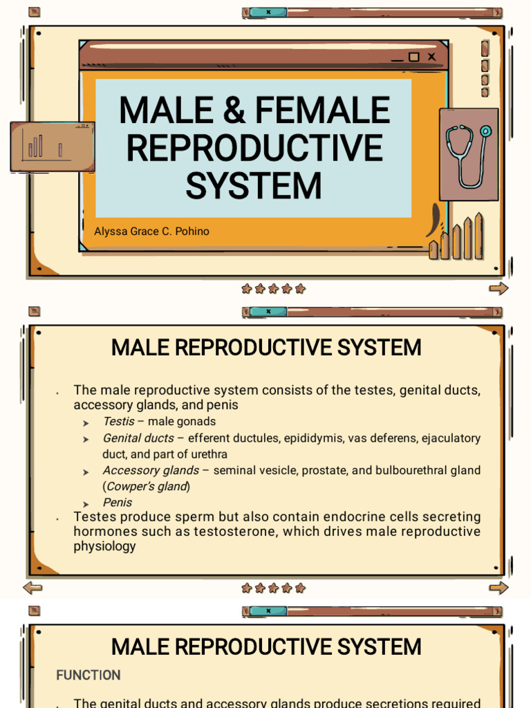 Male Female Reproductive System | PDF | Testicle | Ovary