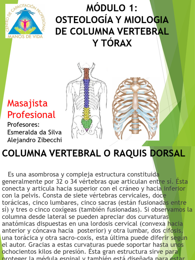 1 Columna y Torax | PDF | La columna vertebral | Vértebra