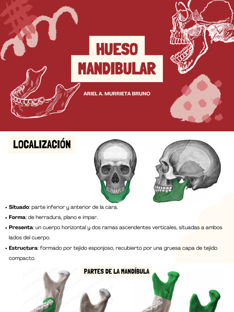 Hueso Mandibular y Maxilar | PDF | Anatomía humana | Anatomía