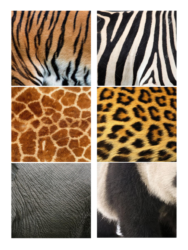 ANIMAL Skins | PDF