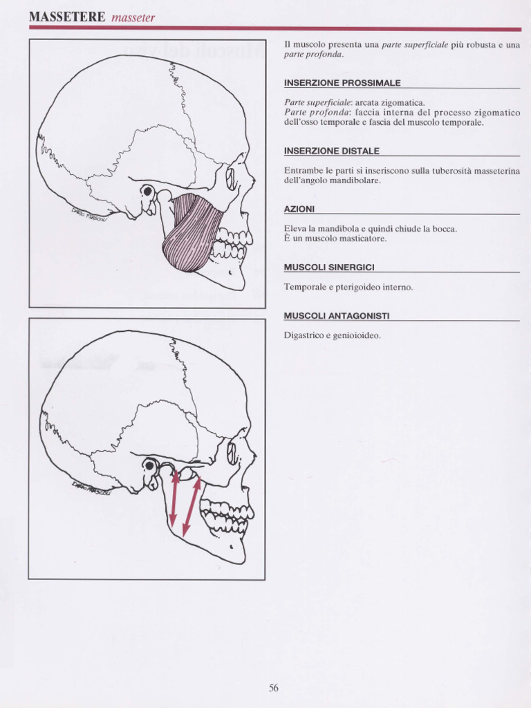 Anatomia Muscoli Ed Inserzioni | PDF