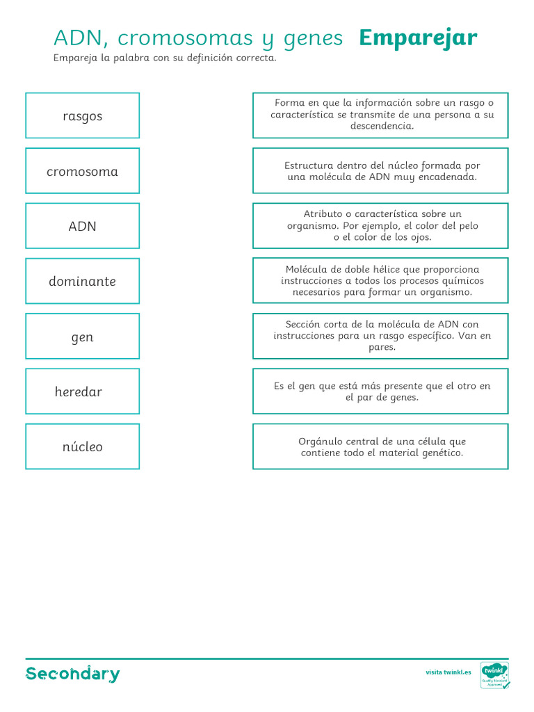 ADN, Cromosomas y Genes Emparejar | PDF | Adn | Gene