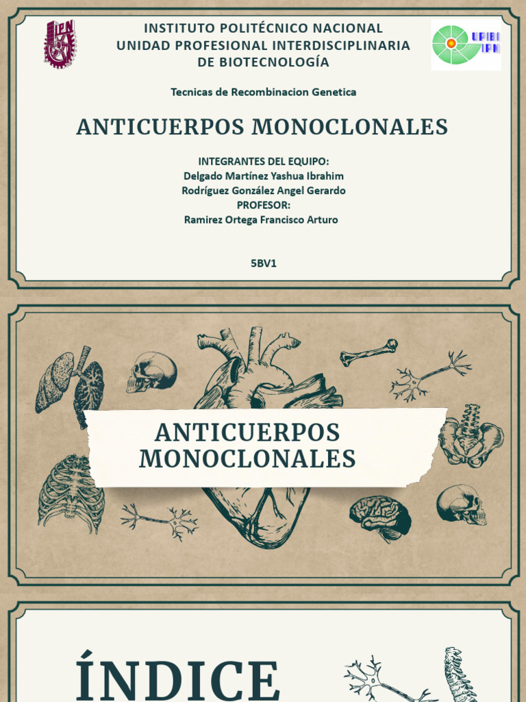 Anticuerpos Monoclonales RGAG y DMYI | PDF | Anticuerpo Monoclonal | Anticuerpo