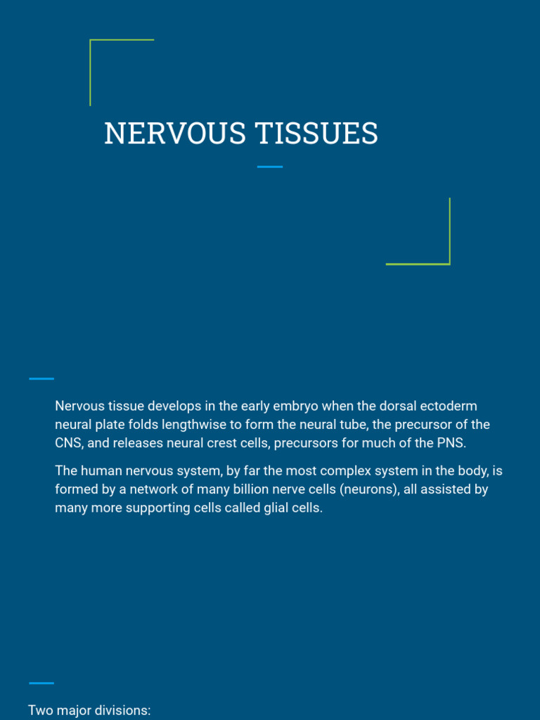 Lesson 07 Nervous Tissue 1 | PDF | Neuron | Nervous System