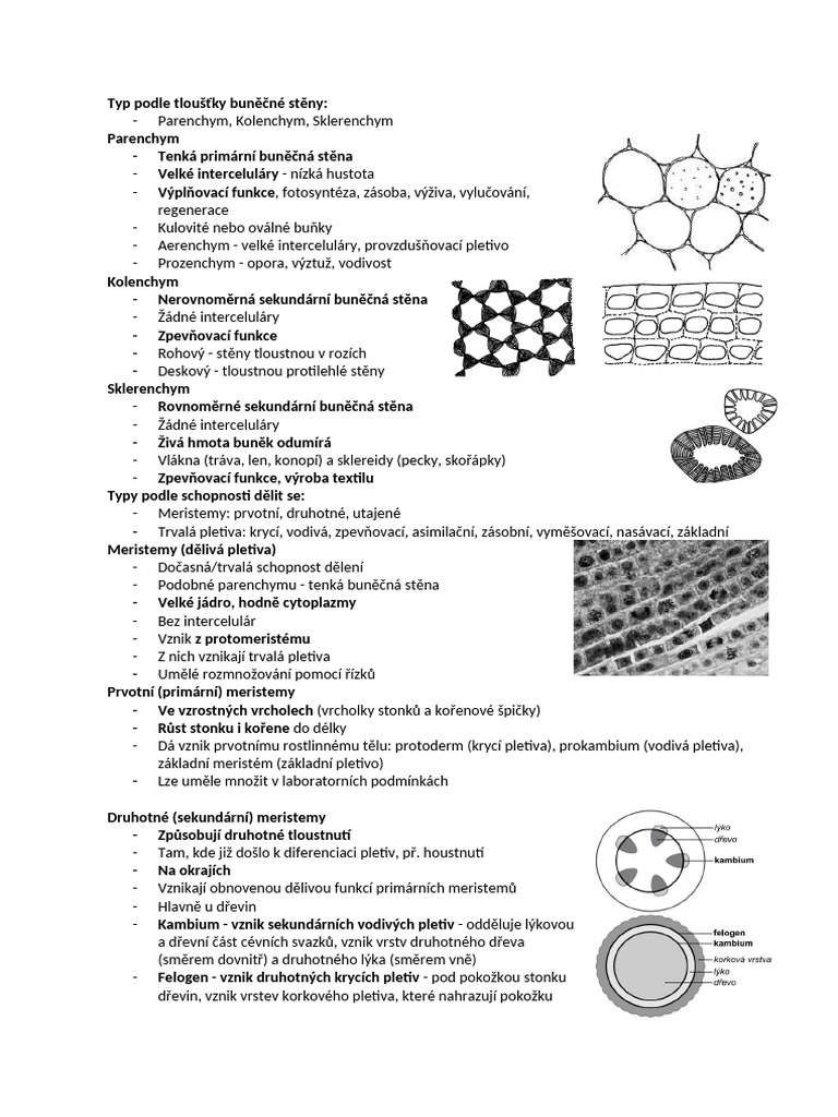 Rostlinna Pletiva | PDF