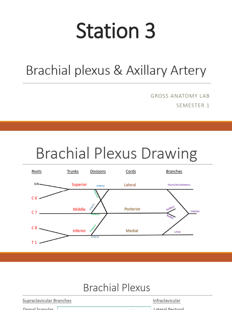 Brachial Plexus and Axillary Artery Branches Plexus Drawing ppt-1 | PDF