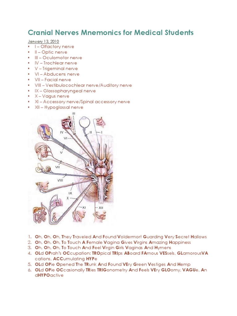 Cranial Nerve Mnemonics for Students | PDF | Foreign Language Studies