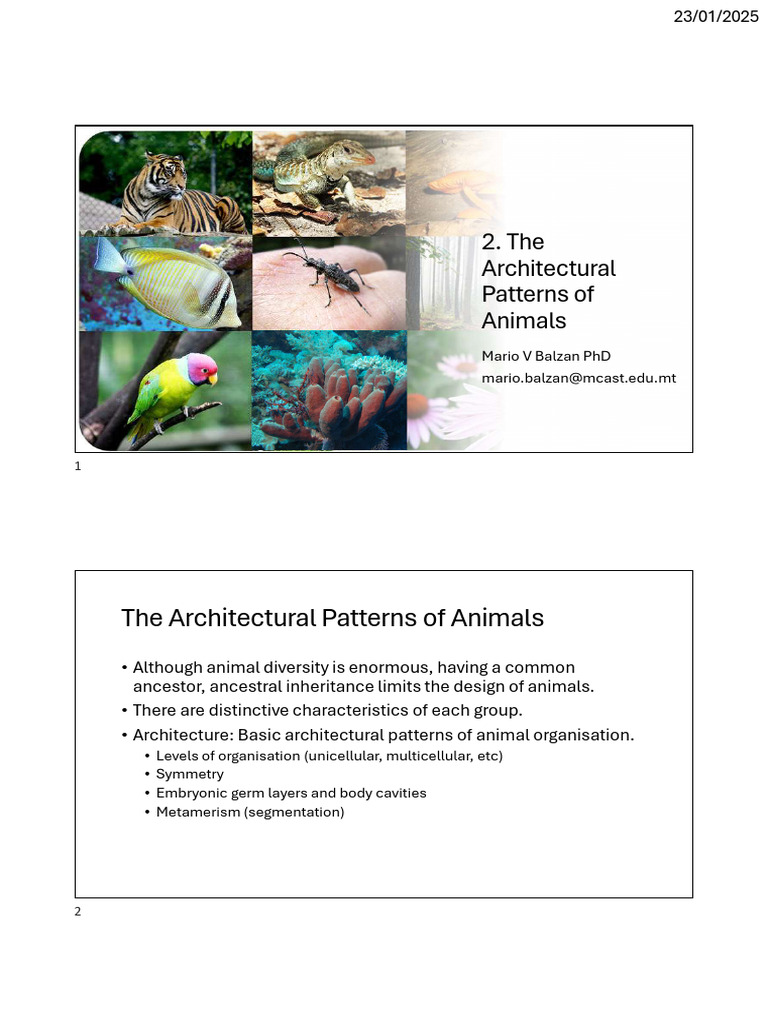 Architectural Patterns in Animals | PDF | Anatomy | Zoology