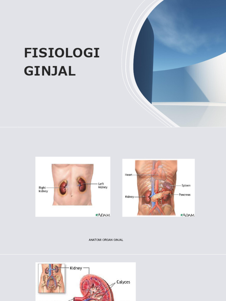 Fisiologi Fungsi Ginjal | PDF