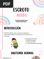Anatomía del Escroto y Testículos | PDF | Testículo | Especialidades ...