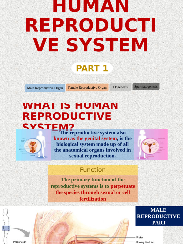 LITERACY HUMAN REPRODUCTIVE SYSTEM (Organ, Spermatogenesis, Oogenesis ...