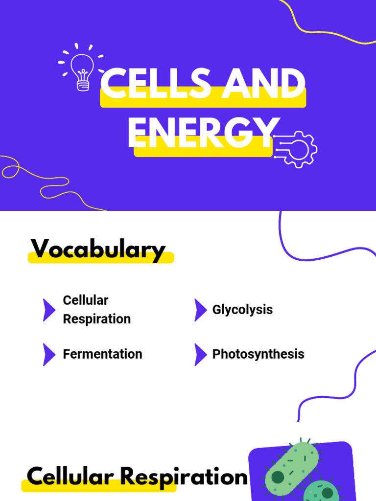 Cellular Respiration and Fermentation 7th | PDF | Cellular Respiration ...