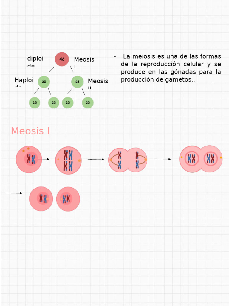 Meosis | PDF