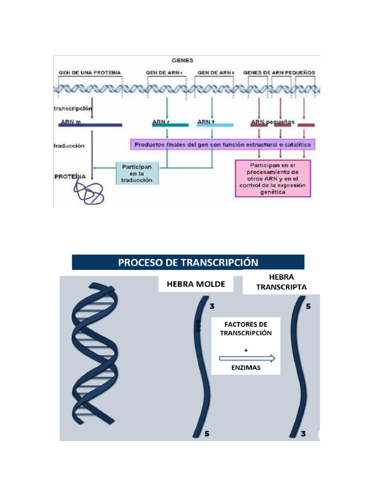 Transcripci N 1 | PDF
