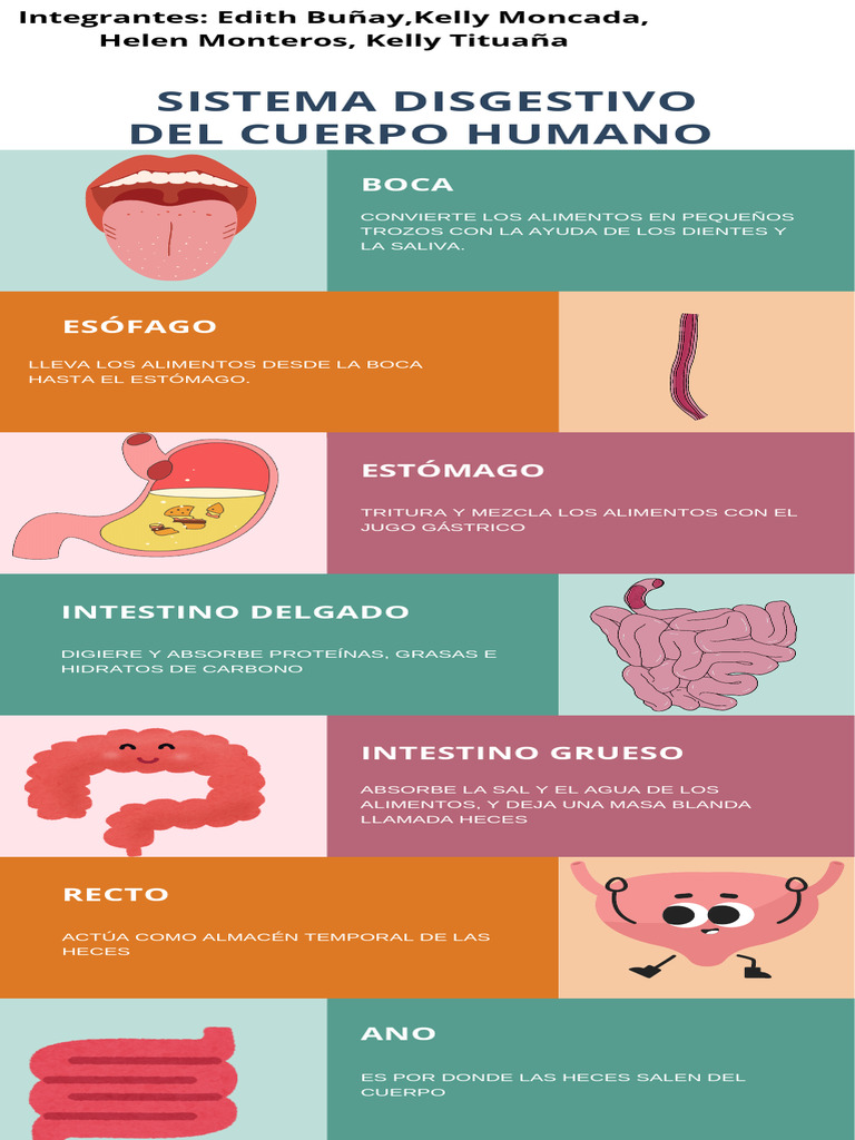 Infografía de Disgestion | PDF