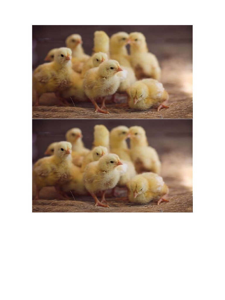 Pollo 3 | PDF