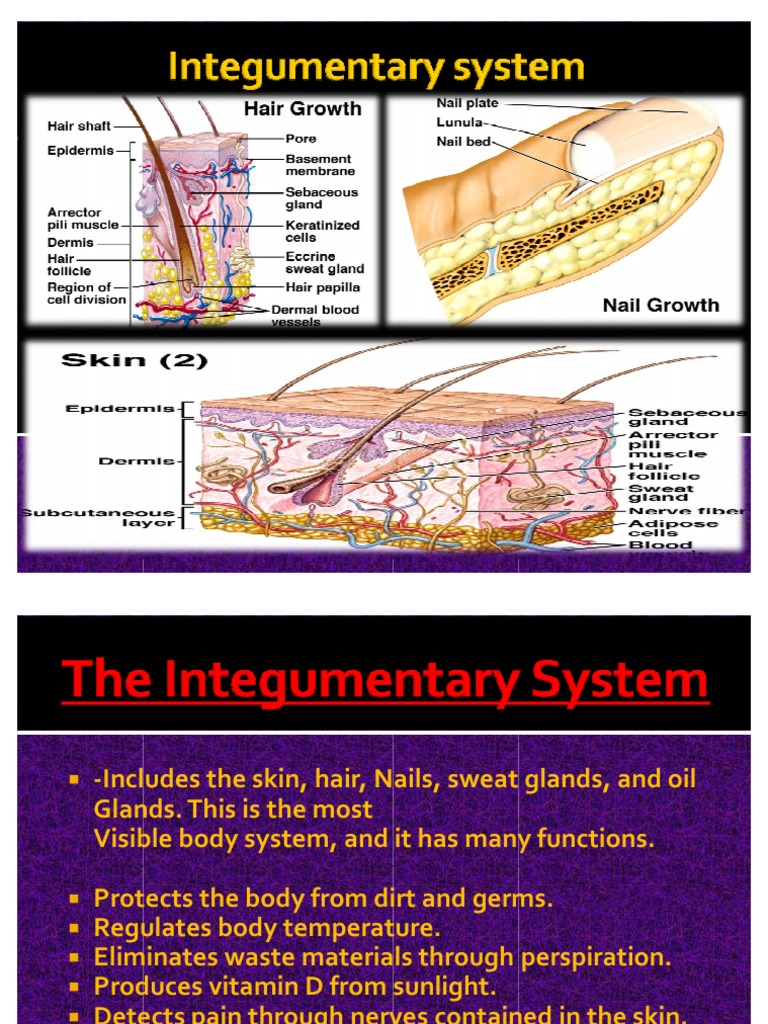 The Structure and Functions of the Integumentary System: A ...