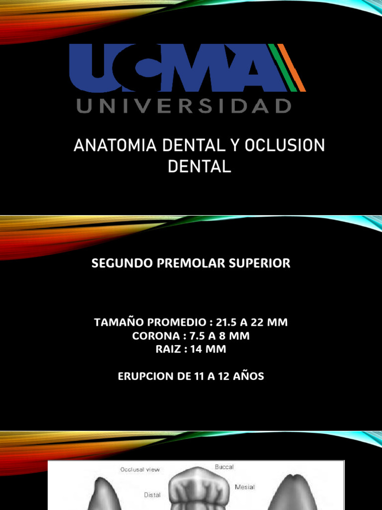 Premolar Es | PDF | Anatomia dental | Diente