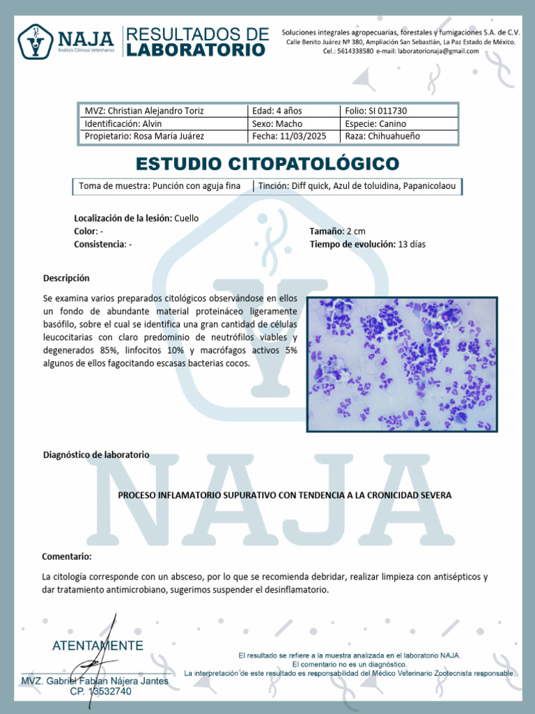 Proceso Inflamatorio en Absceso Canino | PDF