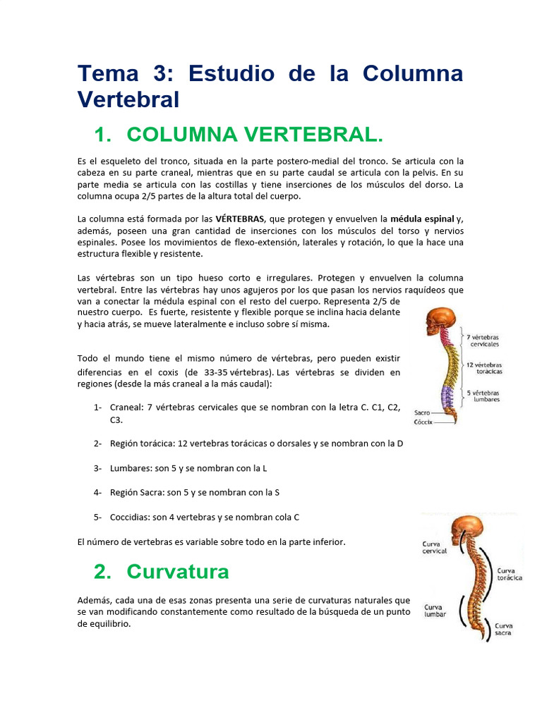 Músculos de la zona lumbar baja | PDF | Vértebra | La columna vertebral