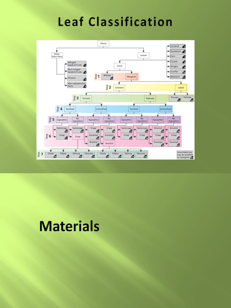 Leaf Classification Demonstration | PDF | Leaf | Area