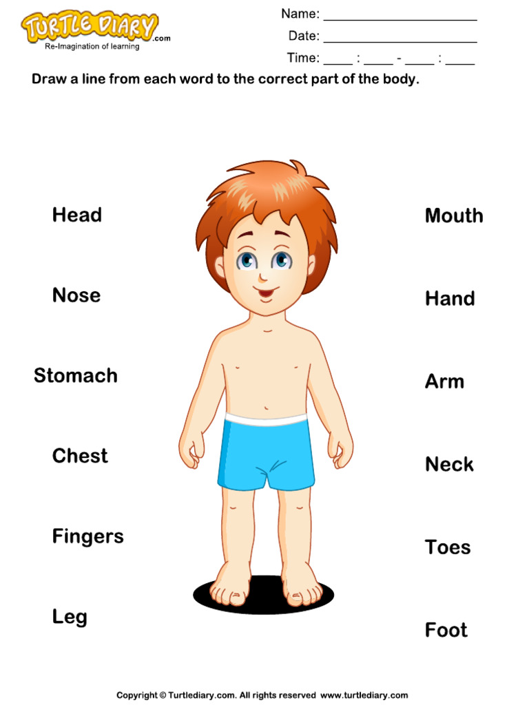 Parts of Human Body | PDF