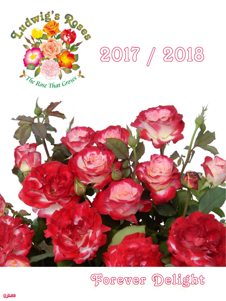 2017-18 Ludwigs Roses Catalogue | PDF | Rose | Horticulture