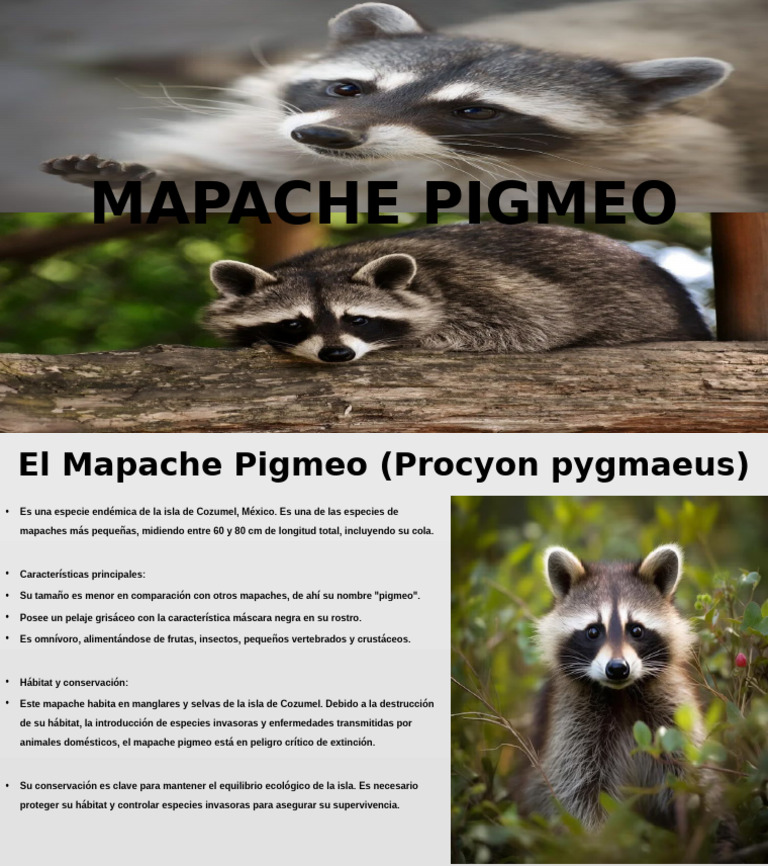 Mapache Pigmeo: Especie en Peligro Cozumel | PDF