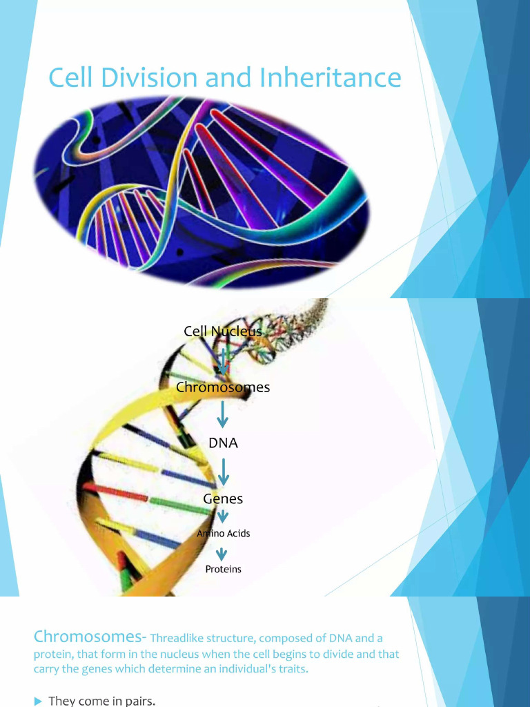 Cell Division and Inheritance | PDF