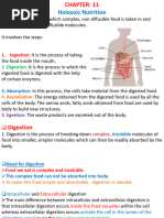 Human Digestive System Overview | PDF | Heart Valve | Lymphatic System
