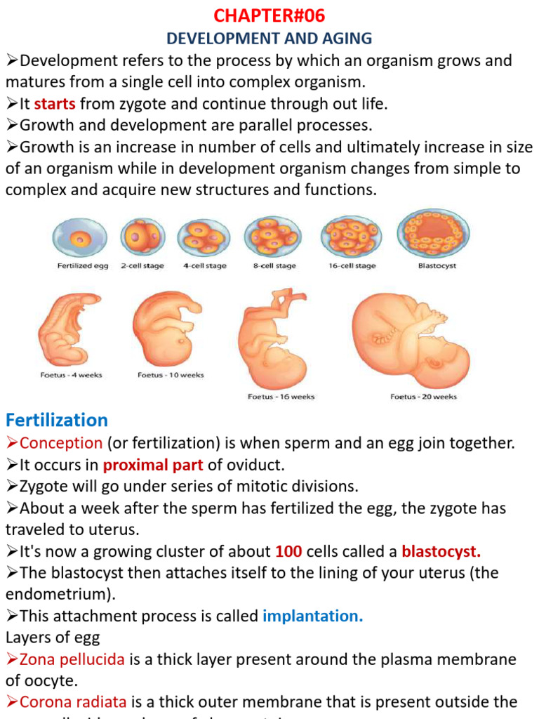 Growth and Developmentpart 01 | PDF | Egg | Embryo