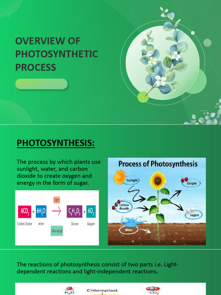 OVERVIEW OF PHOTOSYNTHETIC PROCESS (1) | PDF | Photosynthesis | Biochemistry