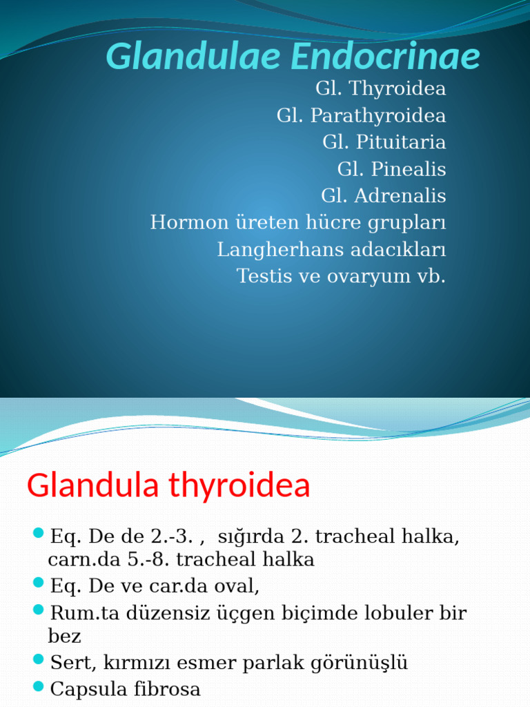 Endokrin Sistem | PDF