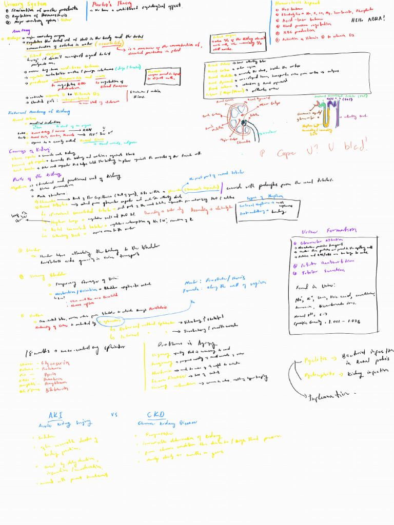 Urinary System Notes | PDF