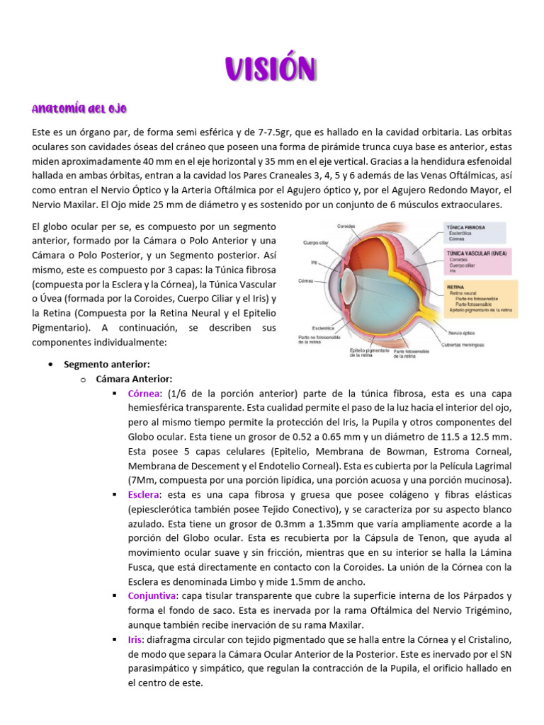 Visión 1 | PDF | Ojo humano | Percepción visual