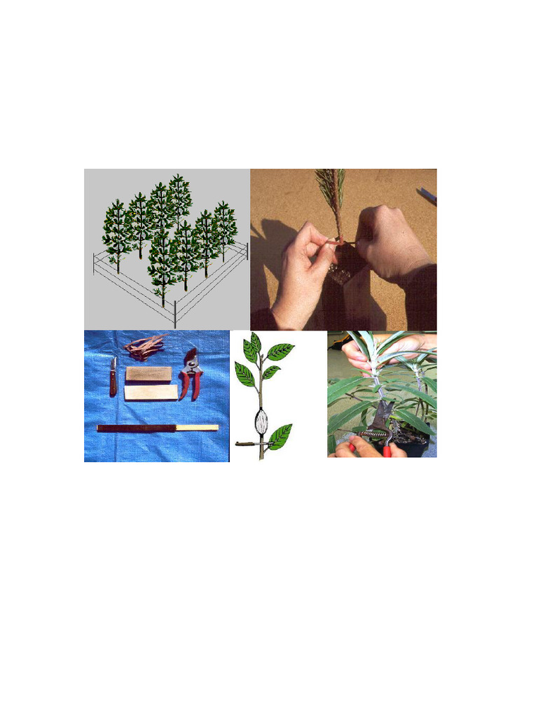 Forestry e-Course: Tree Improvement Terms | PDF | Zygosity | Allele