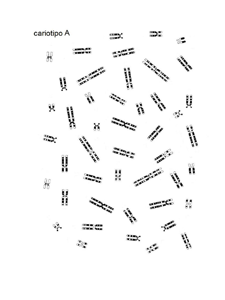 Prc3a1ctica 6 Estudio de Un Cariotipo 8 Cariotipos | PDF