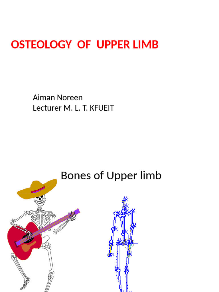 Bones of Upper Limb 1 | PDF