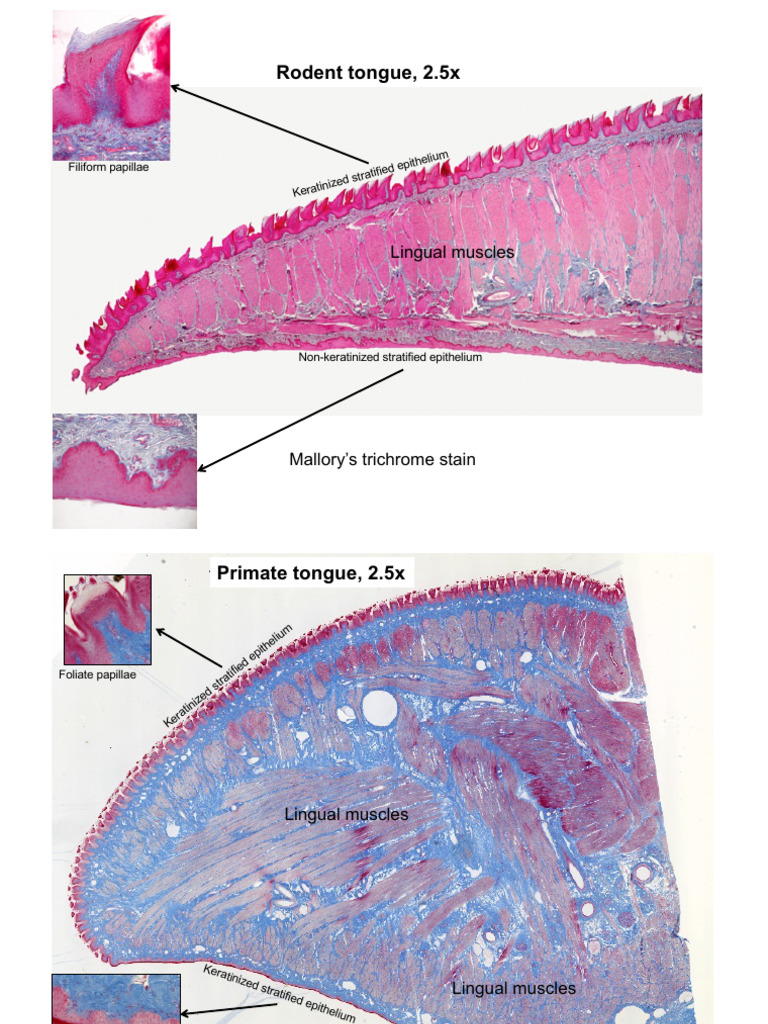 L3. Muscles, Nerves, Cartilage and Bone | PDF | Bone | Osteoblast