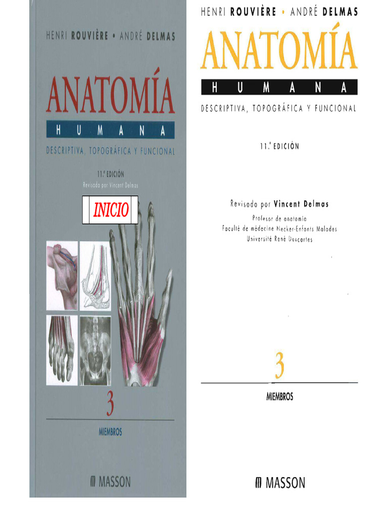 Rouviere Tomo 3 | PDF