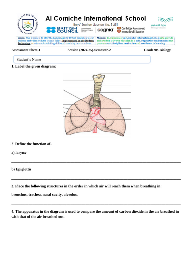 Igcse Biology Chap # 12,13,14 Revision | PDF | Breathing | Artery