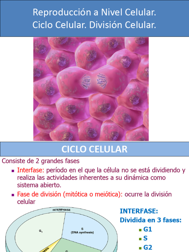 Teórico Unidad 2 Ciclo Celular, Mitosis y Meiosis | PDF | Mitosis | Mitosis