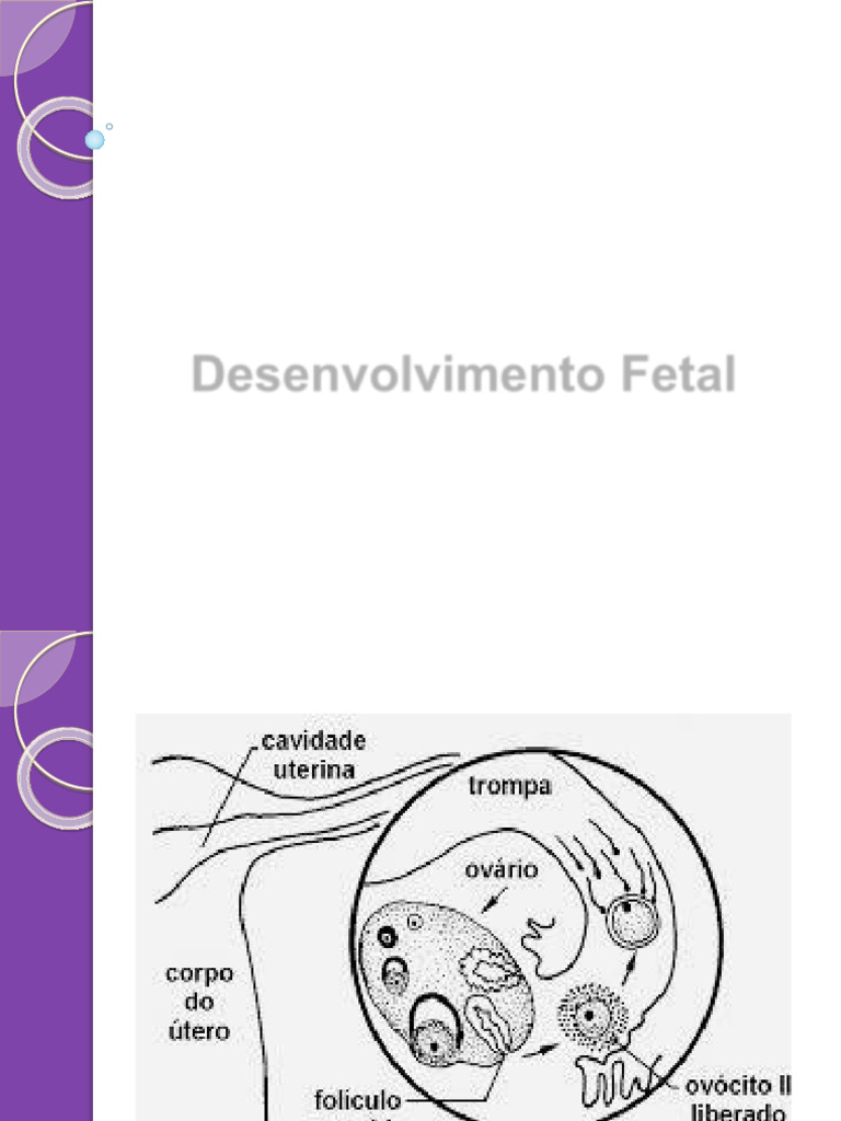 Aula 2 - Embriogenese e Desenvolvimento Fetal | PDF | Placenta | Ovo
